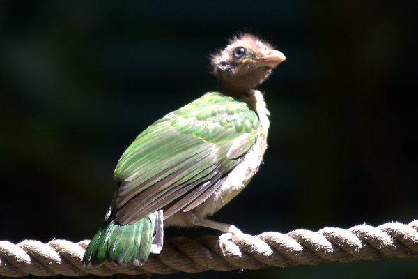 Spotted Catbird nesting - Crater Lakes Rainforest Cottages ...