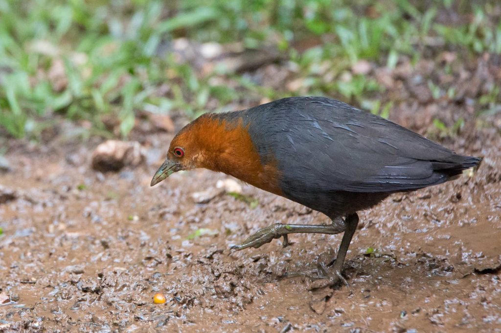 Red-necked crake - Crater Lakes Rainforest Cottages - accommodation on ...